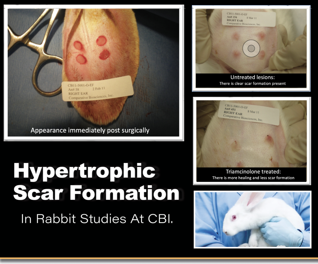 Hypertrophic Scar Formation In Rabbits | Comparative Biosciences, inc